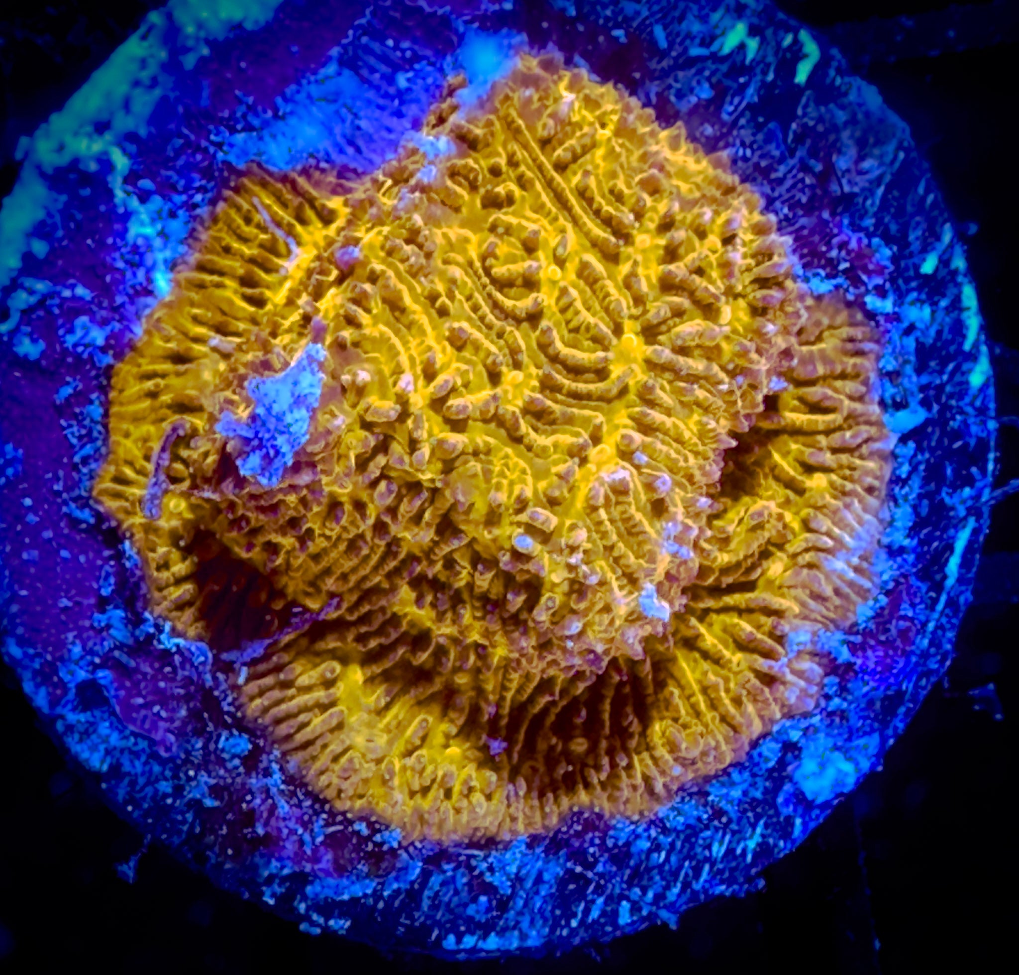 24K Leptoseris – Goat Corals