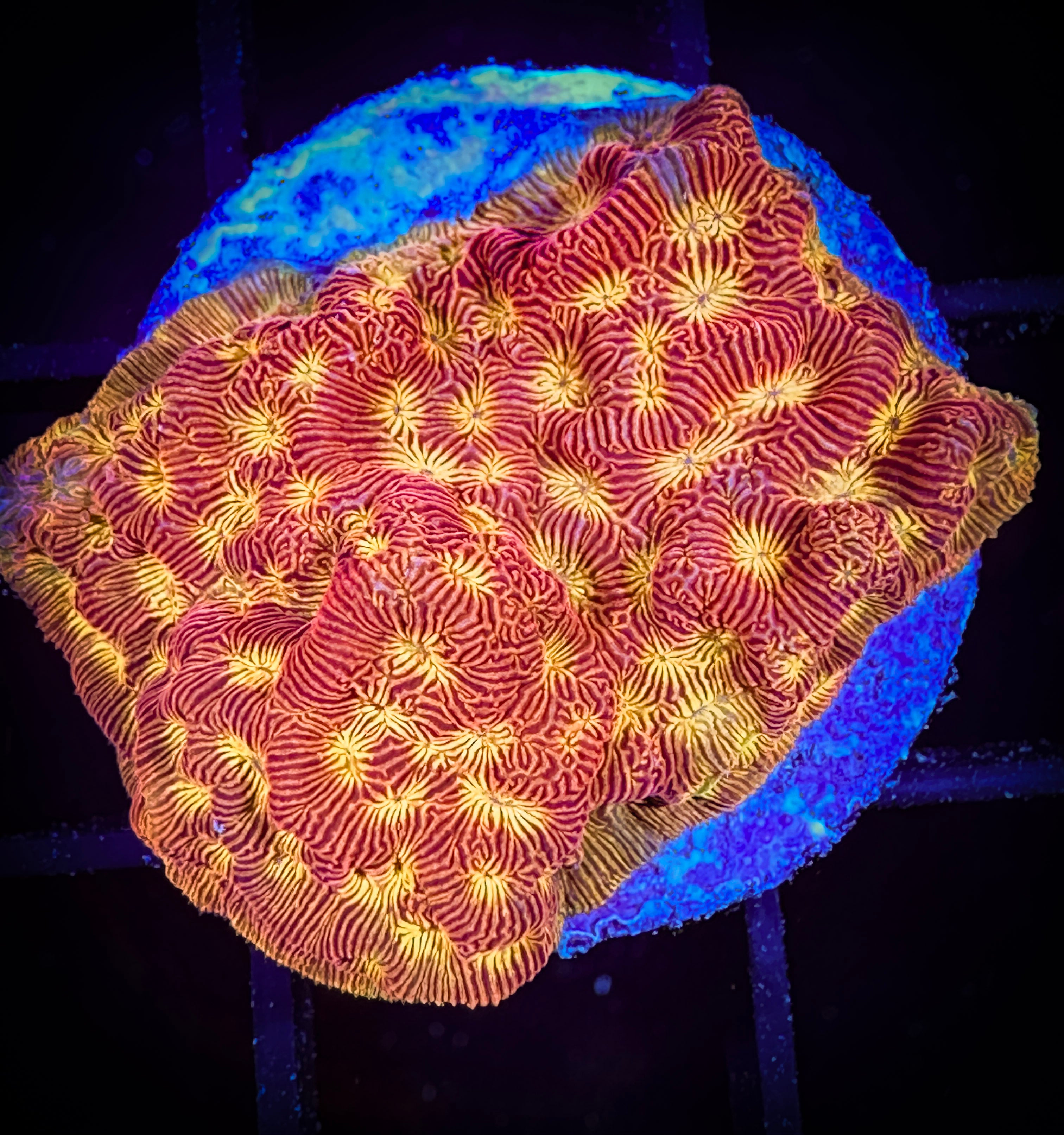 WYSIWYG TG Blood Orange Leptoseris 03B4 – Goat Corals