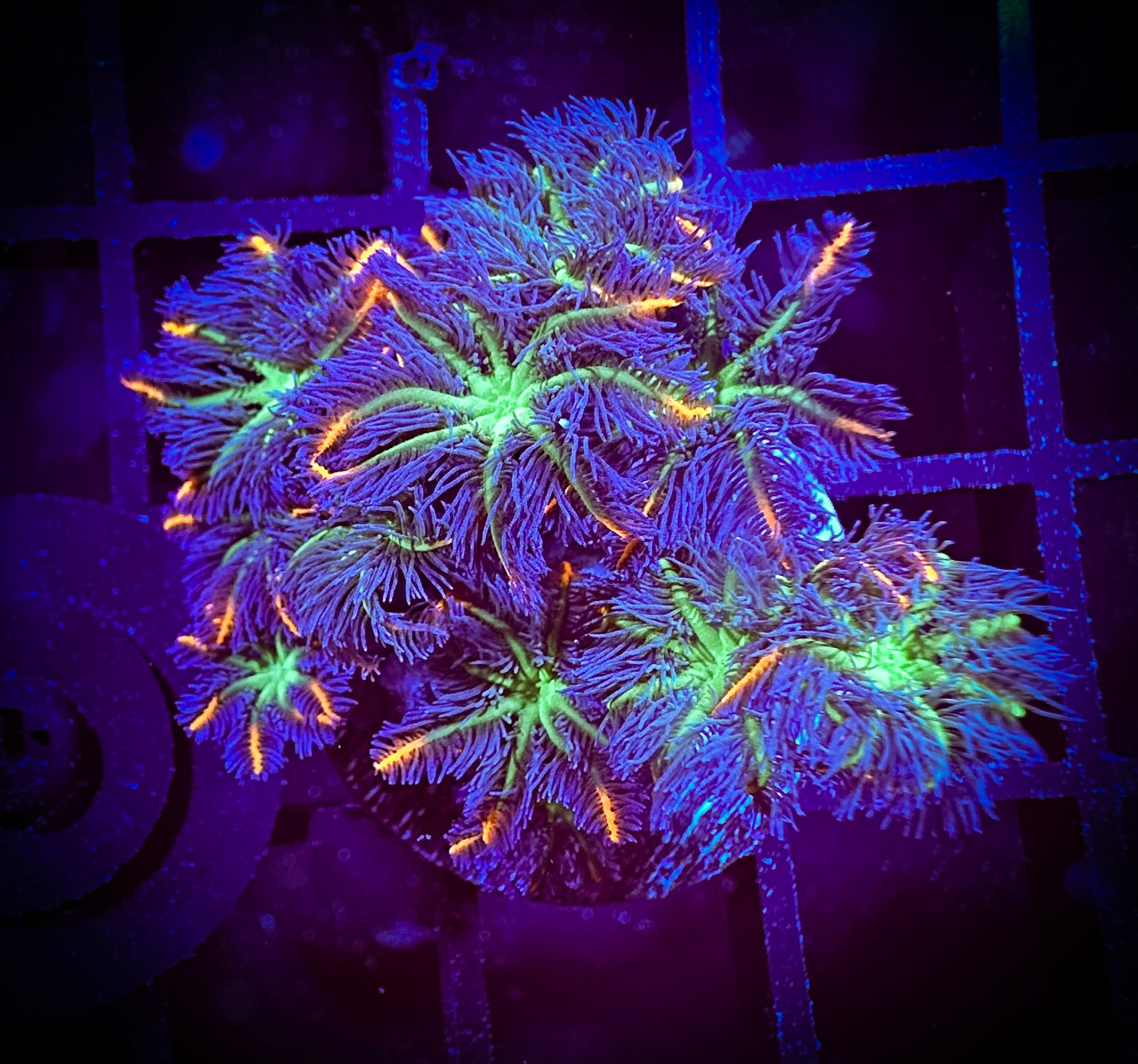 WYSIWYG Fireworks Clove Polyps Frag 04B4 – Goat Corals