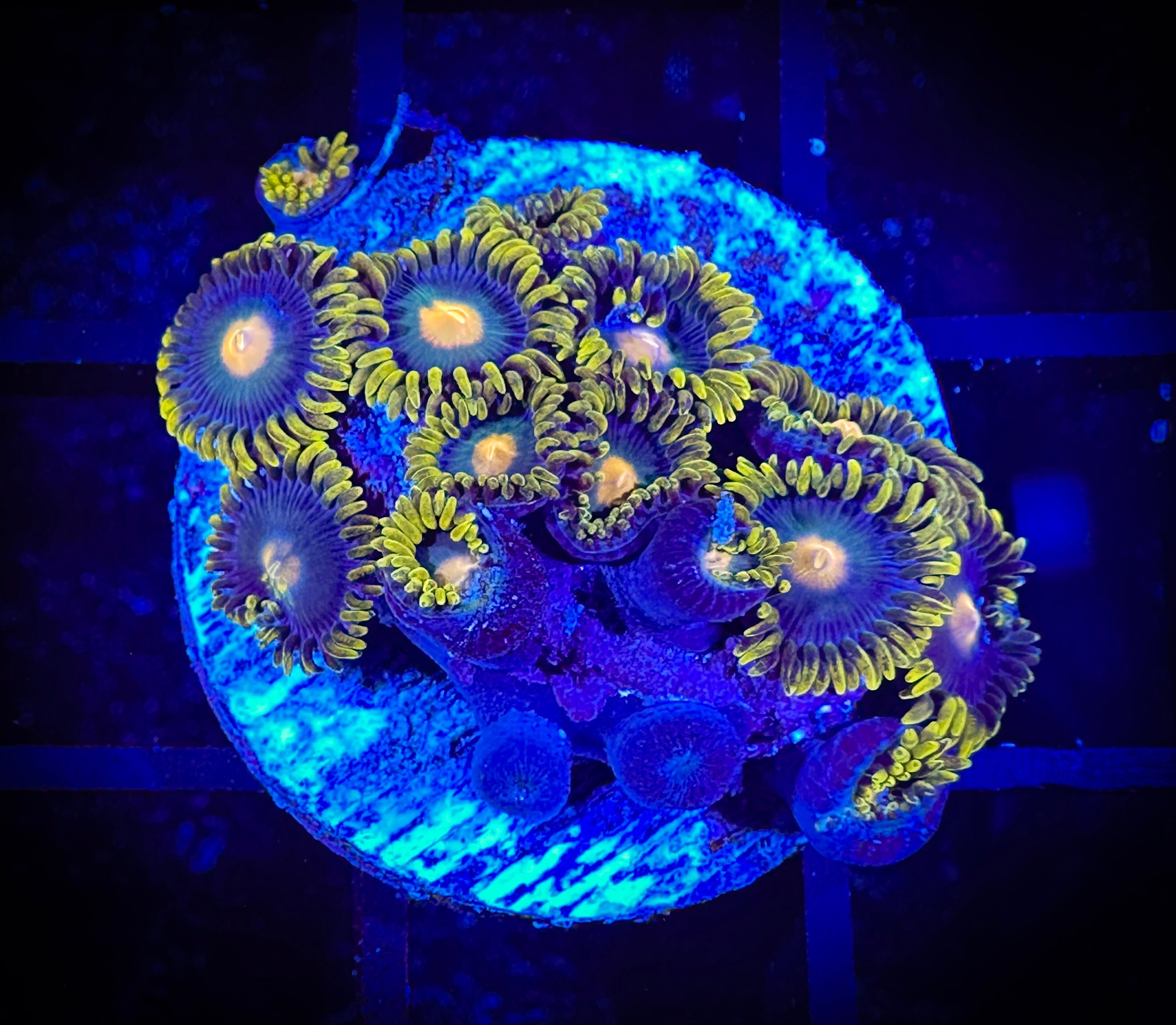 WYSIWYG Alien Eyes Zoanthids Frag 06F2 – Goat Corals