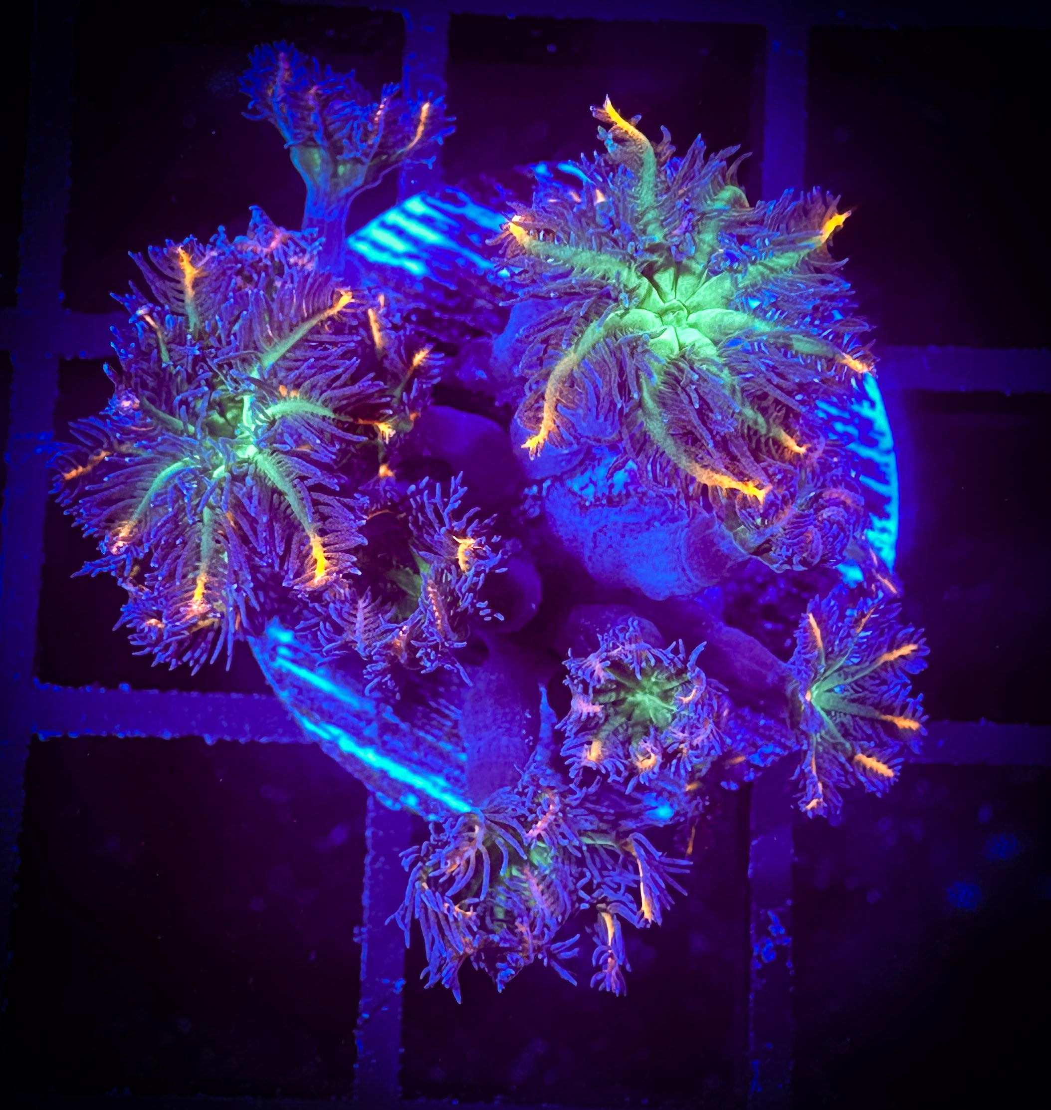 WYSIWYG Fireworks Clove Polyps Frag 07D2 – Goat Corals