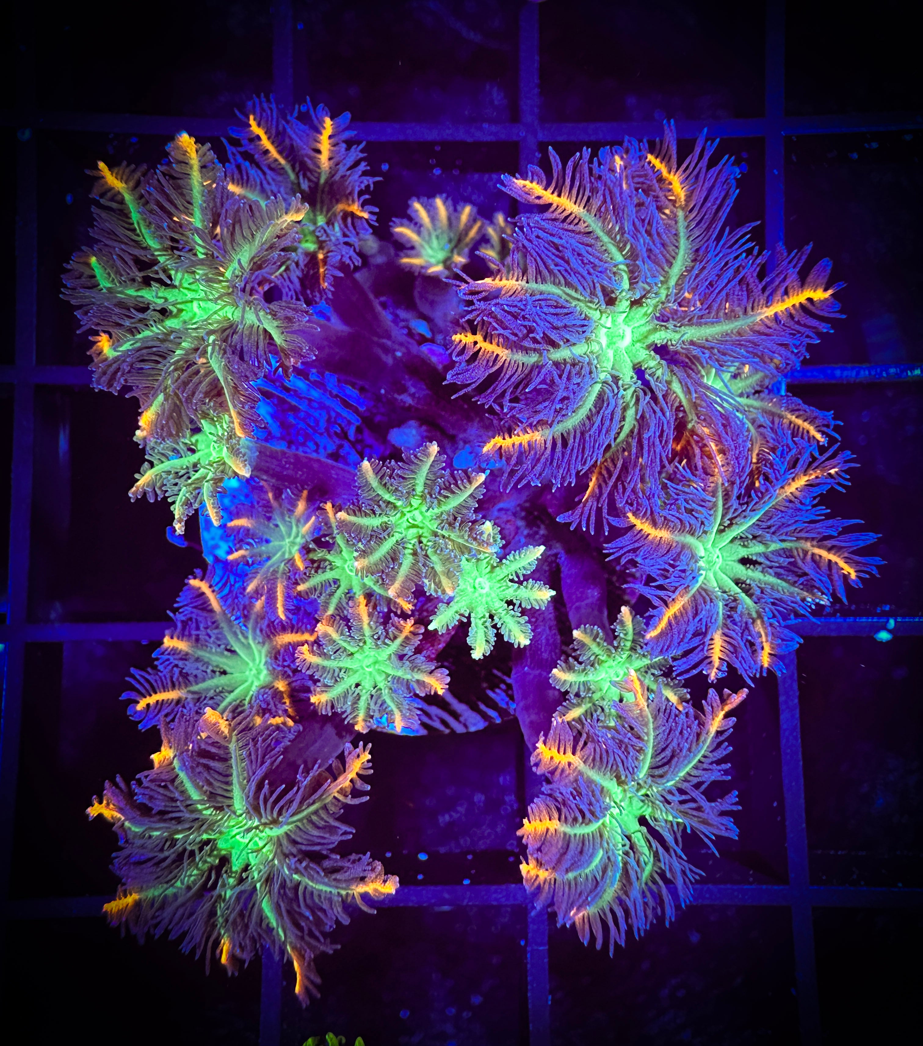 WYSIWYG Fireworks Clove Polyps Frag 07E2 – Goat Corals