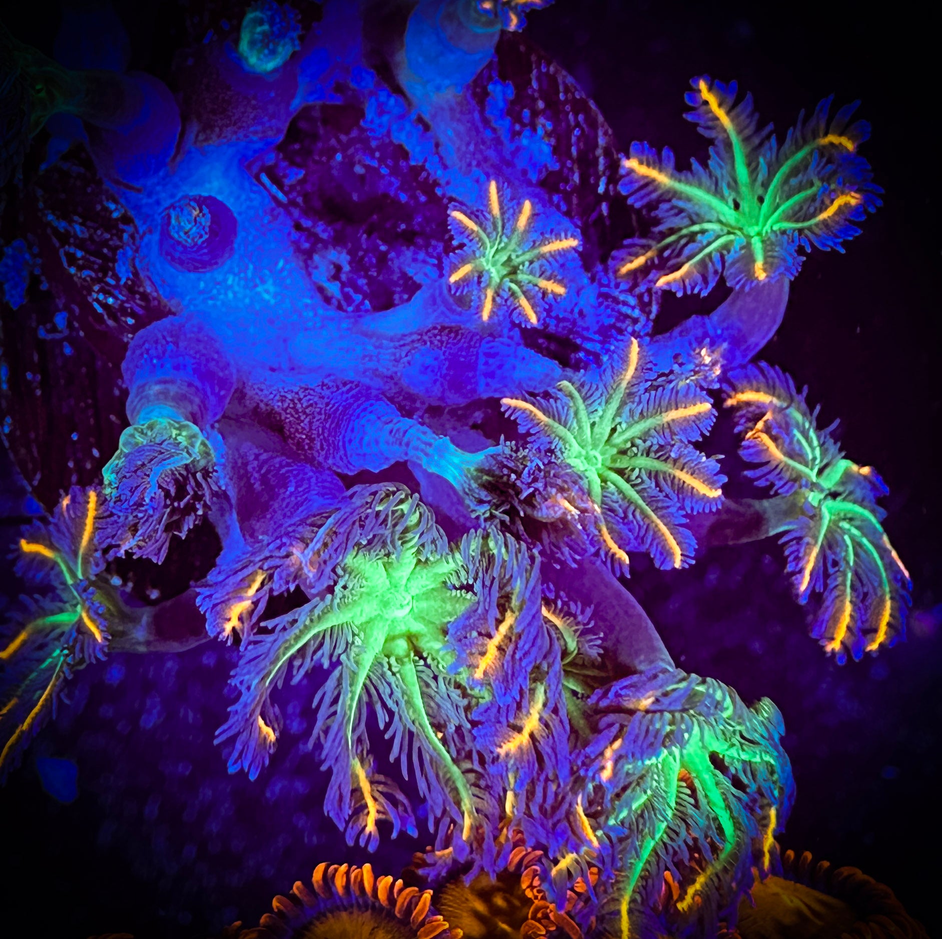 WYSIWYG Fireworks Clove Polyps Frag 07F4 – Goat Corals