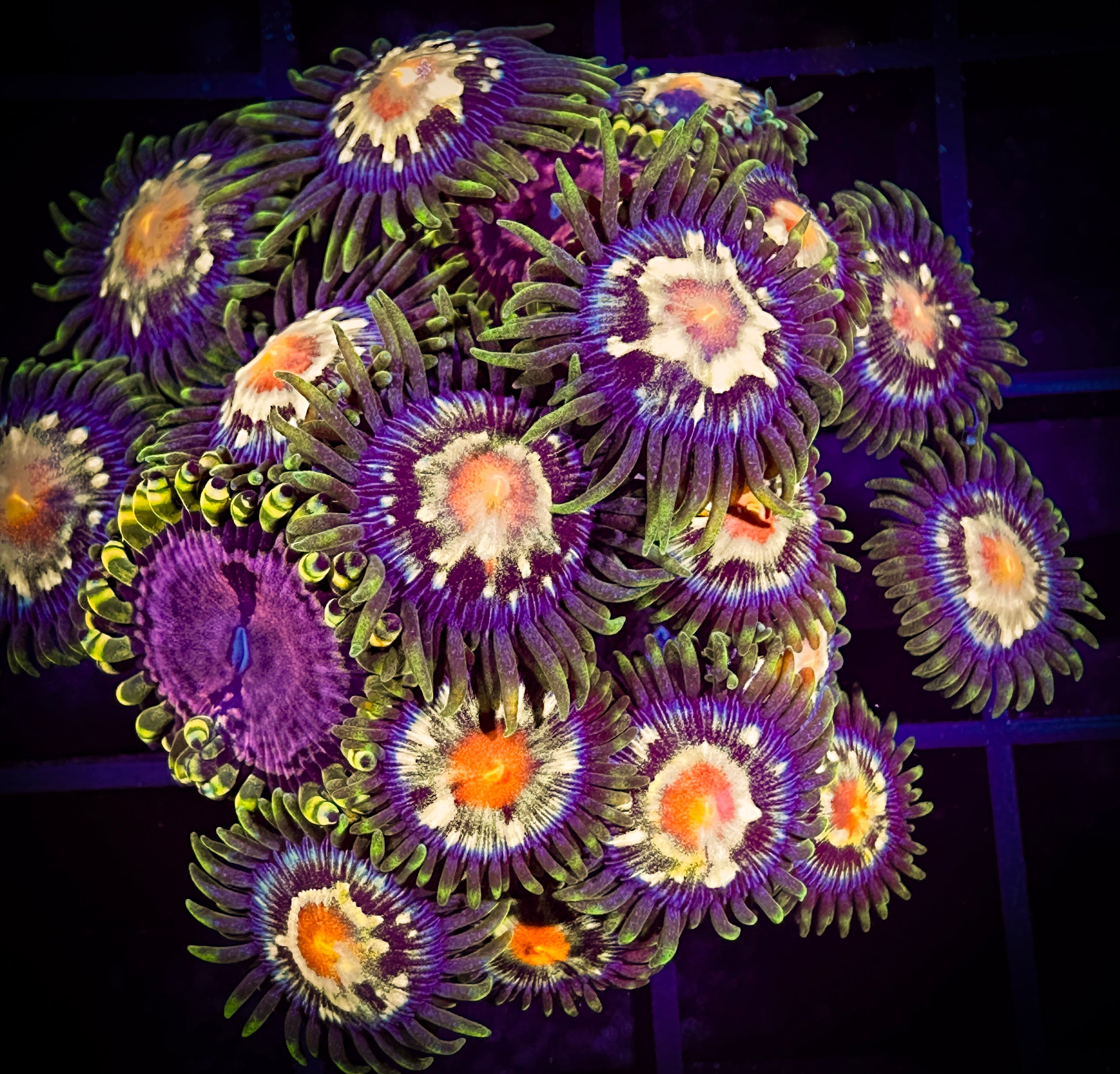 WYSIWYG WWC Purple Monsters & JF Stargazers Combo 08E4 – Goat Corals