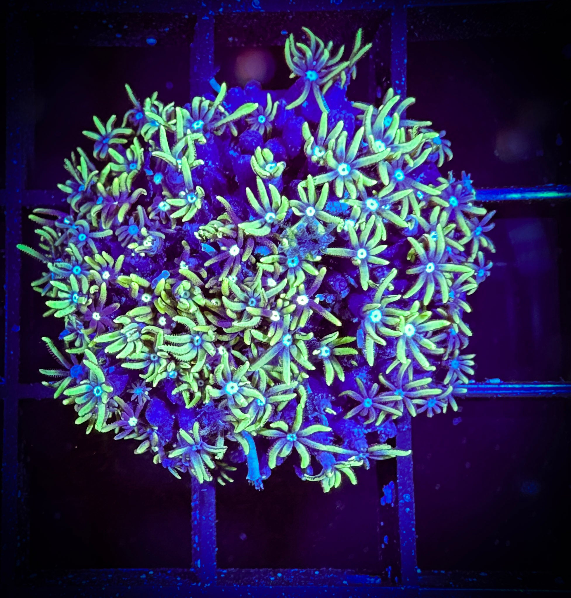 WYSIWYG Short Lash Green Star Polyp 01A1 – Goat Corals