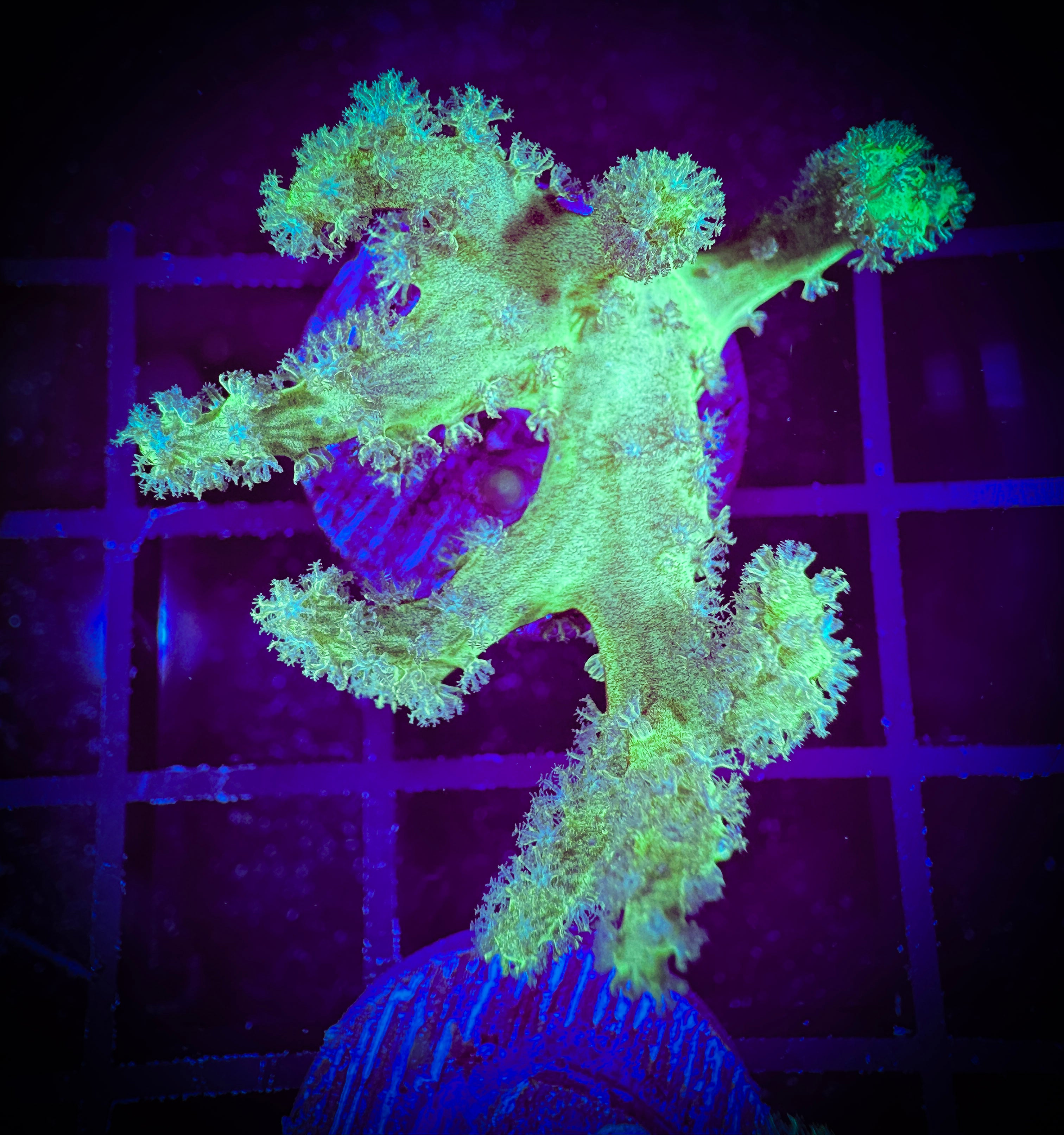 WYSIWYG Green Nepthea 09E1 – Goat Corals