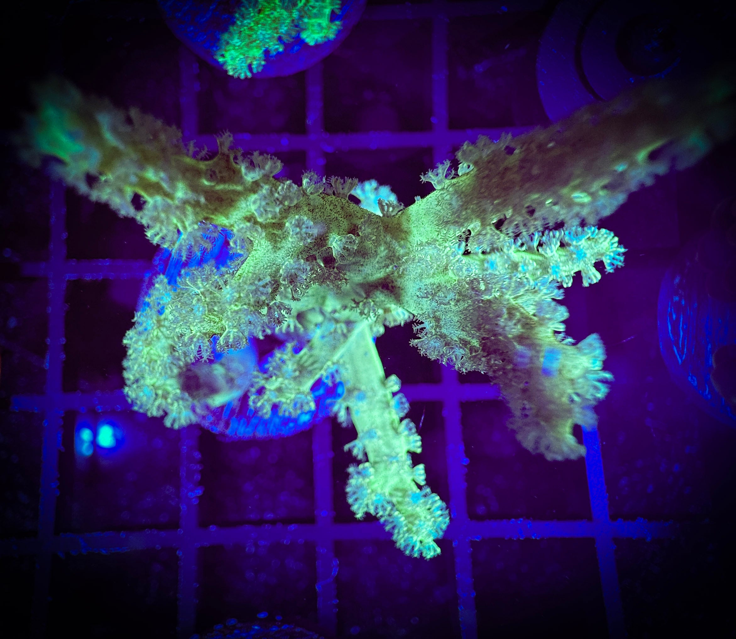 WYSIWYG Green Nepthea 09E2 – Goat Corals