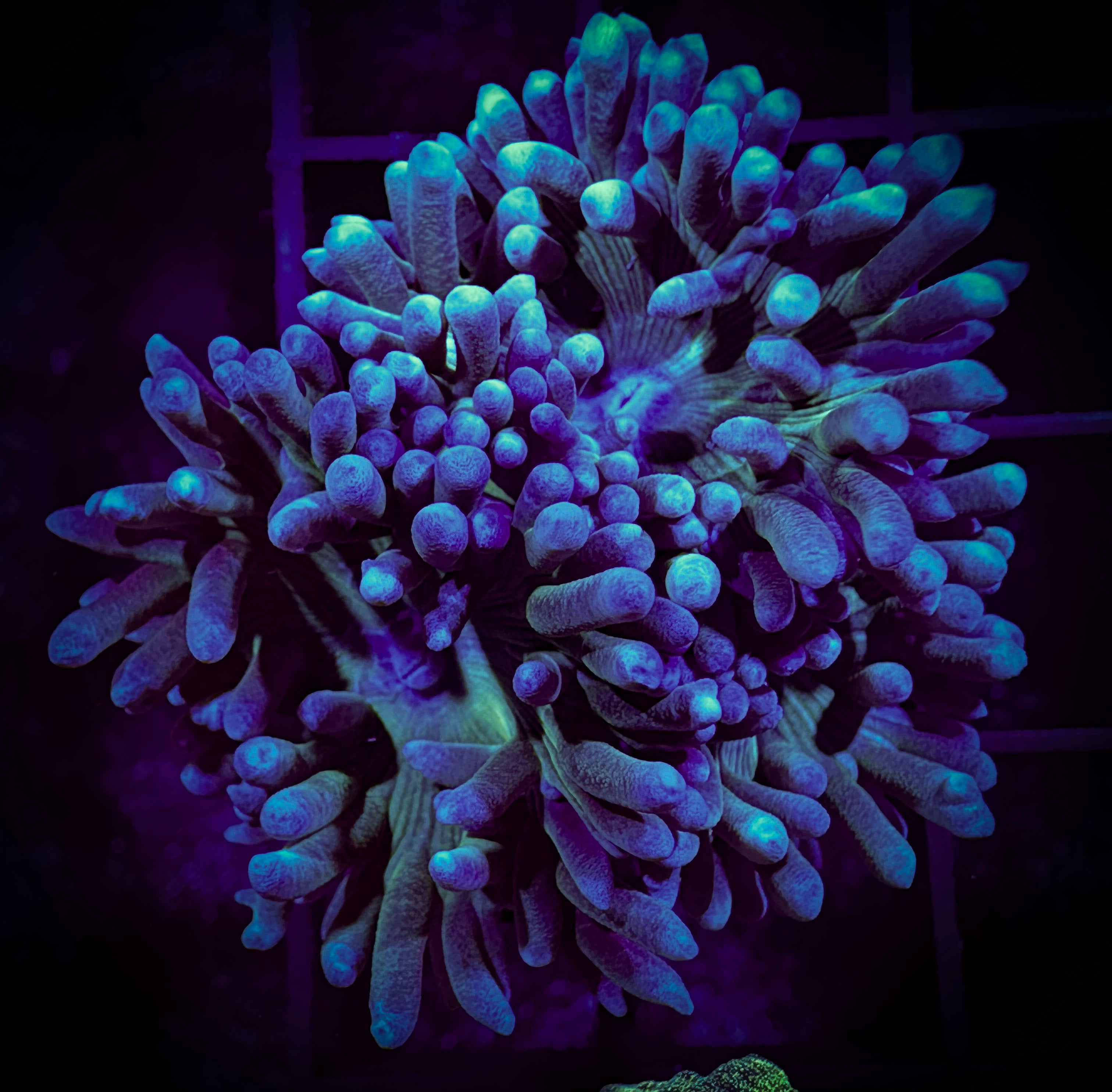 WYSIWYG Tabling Dunkin Coral 10A2 – Goat Corals