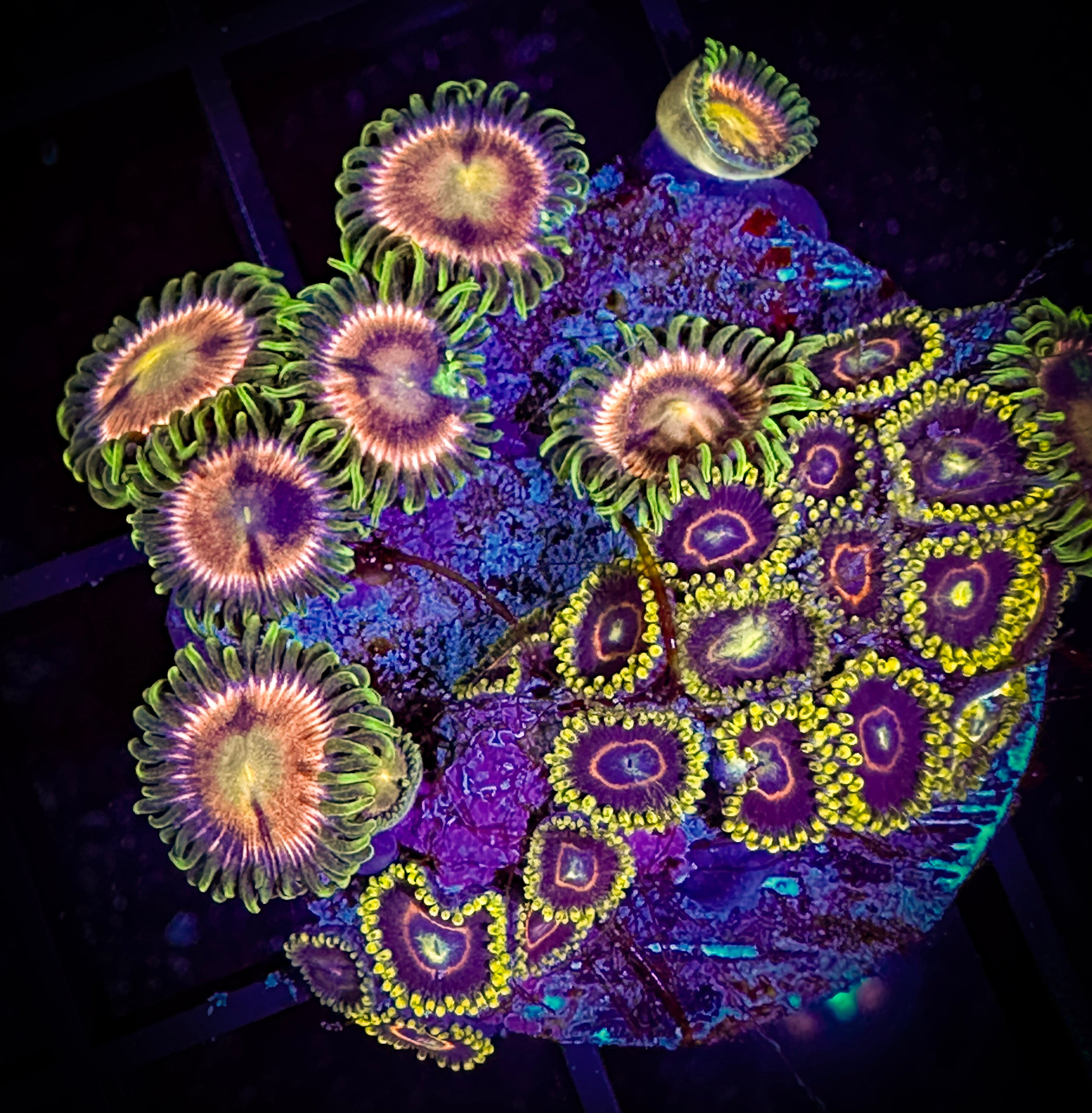 WYSIWYG Kingdom Hearts and Lazer Lemon Combo Zoanthids 10F3 – Goat Corals