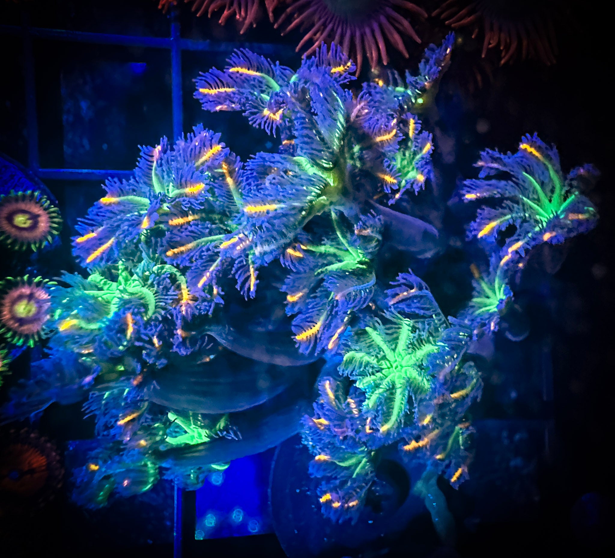 WYSIWYG Fireworks Clove Polyps Large Frag 11B4 – Goat Corals