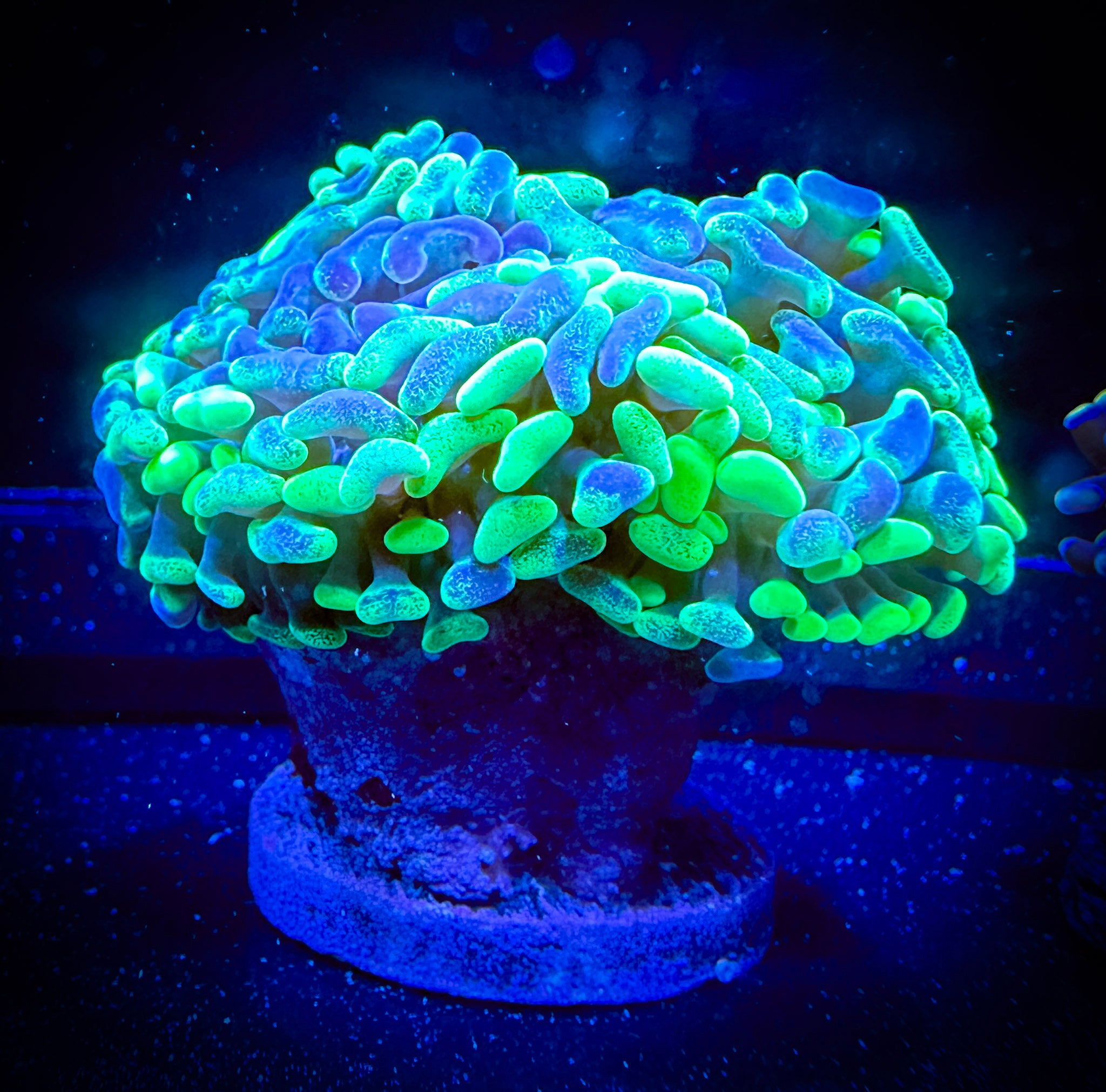 WYSIWYG Toxic Splatter Hammer, Aussie Branching 12B4 – Goat Corals