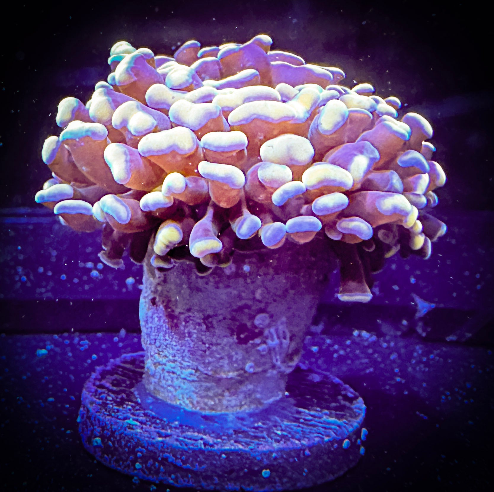 WYSIWYG Orange Branching Hammer, Aussie 12C1 – Goat Corals