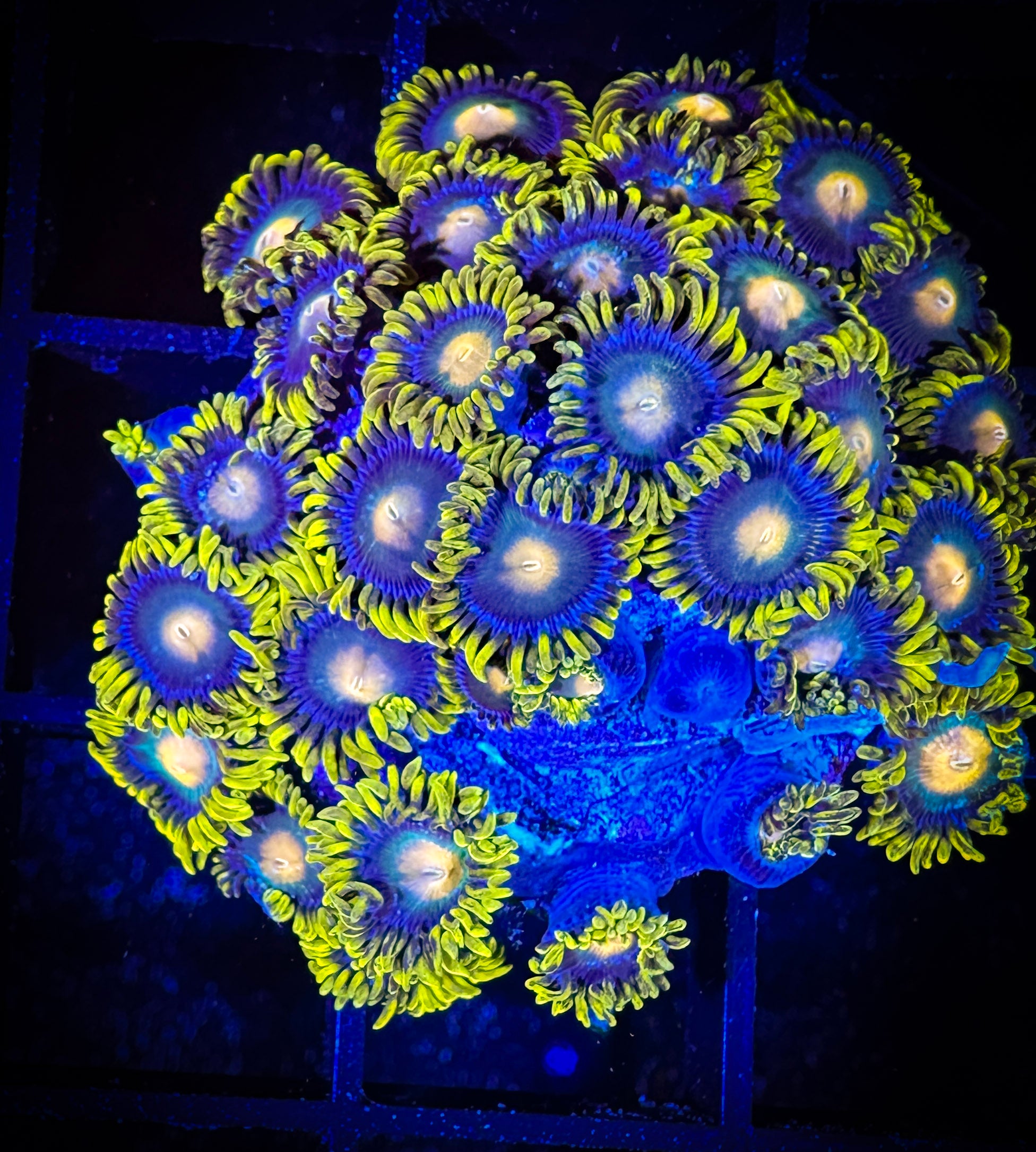 WYSIWYG Alien Eyes Zoanthids Frag 12D2 – Goat Corals