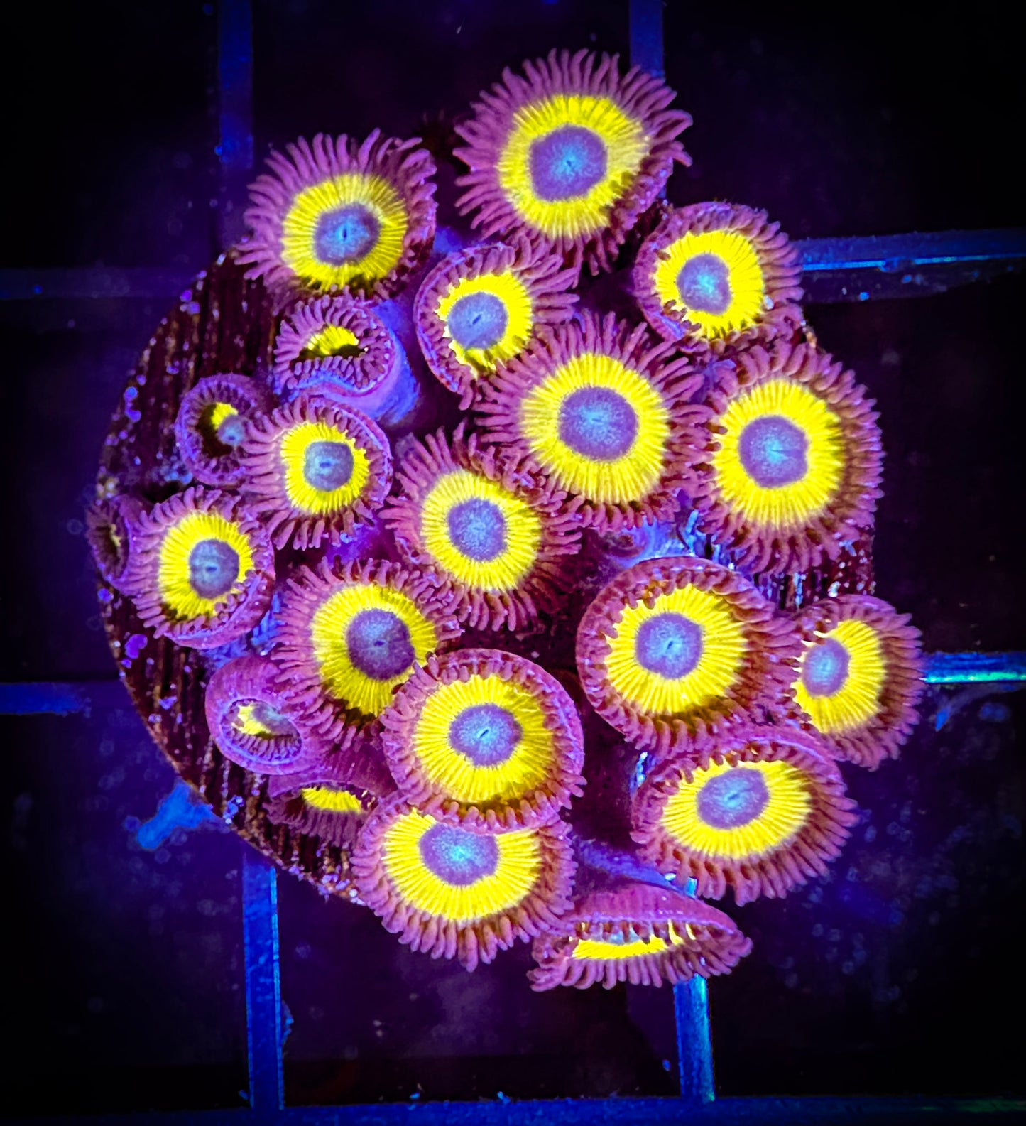 WYSIWYG Black Bella Zoanthids Frag 17C3 – Goat Corals