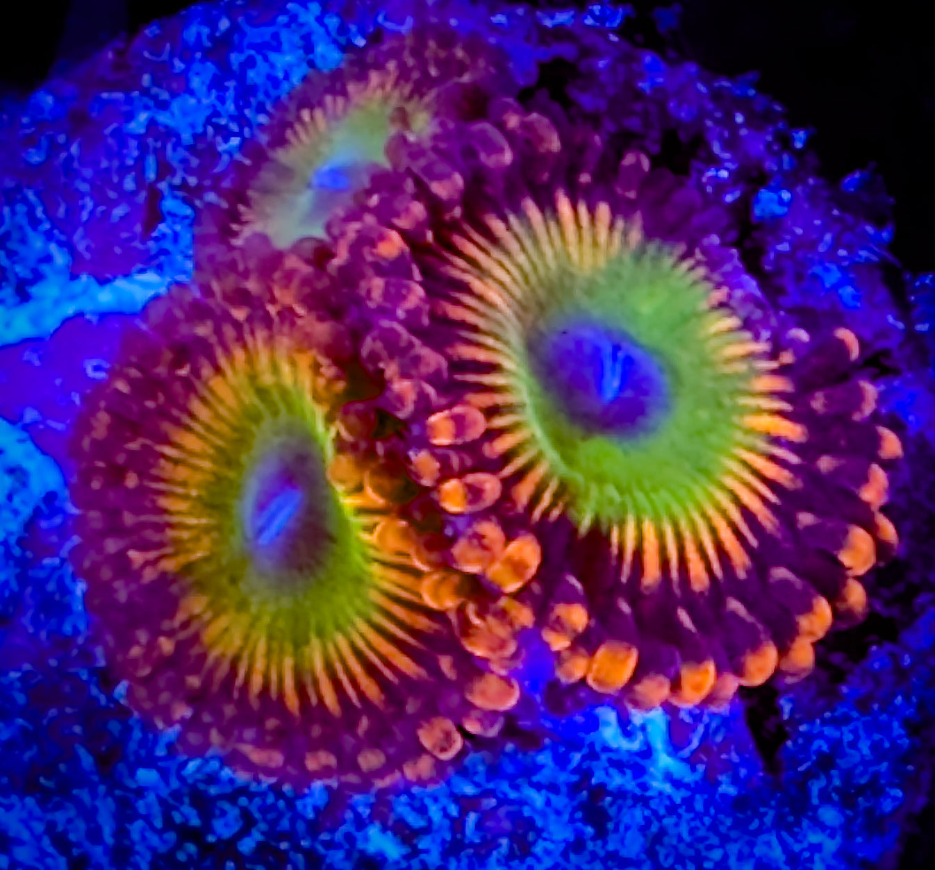 Candy Apple Reds Zoanthids – Goat Corals