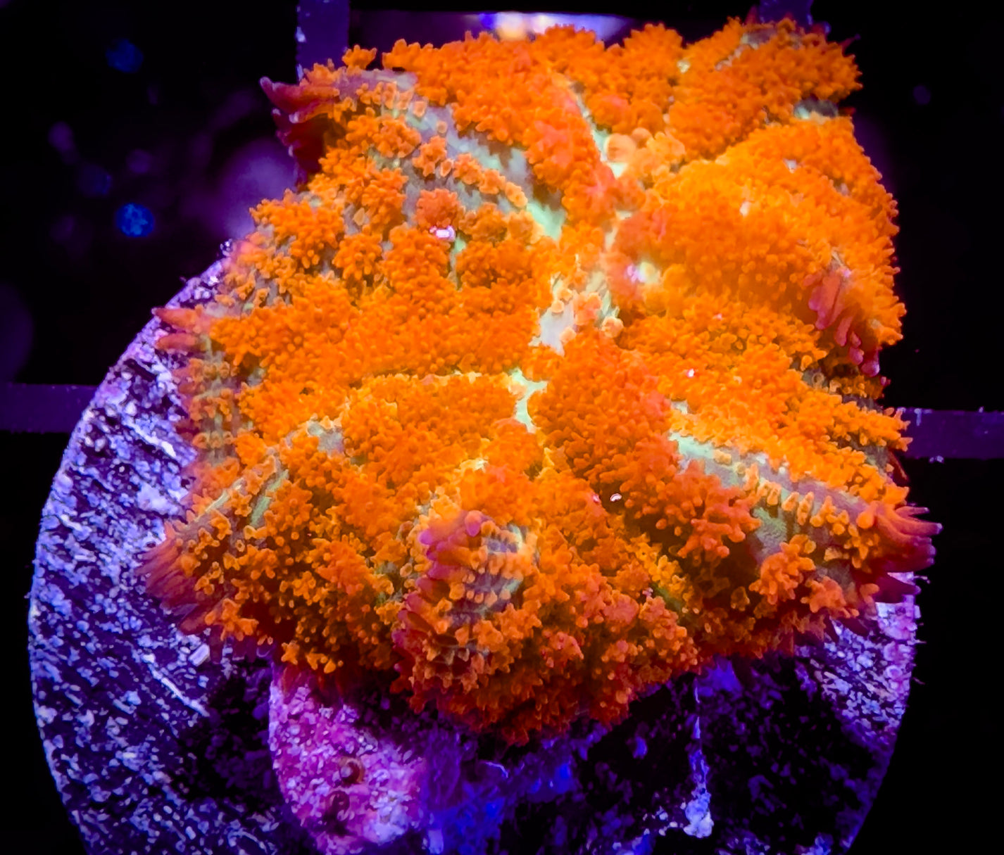 Forest Fire Mushroom – Goat Corals