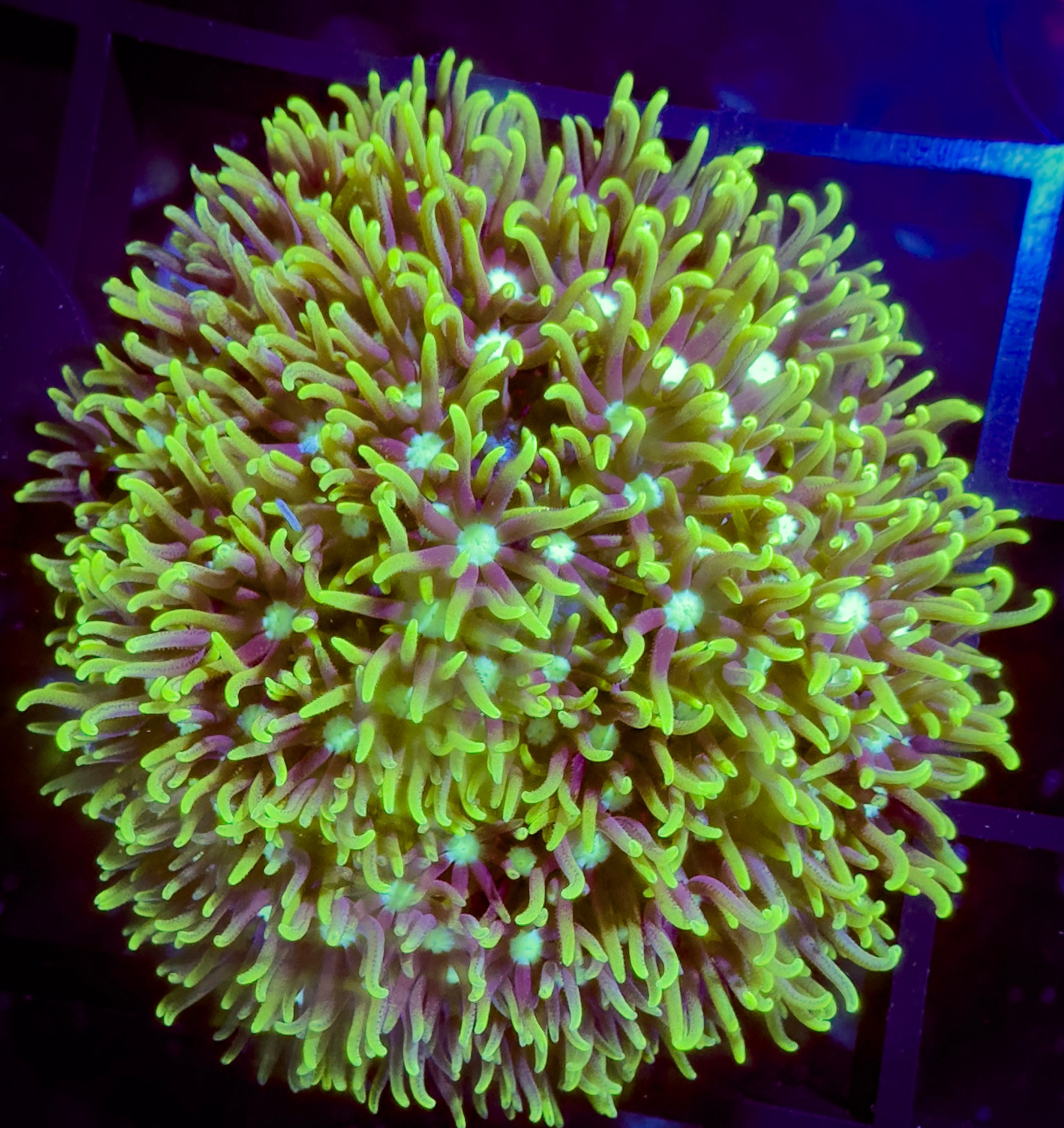 Long Lash Green Star Polyp – Goat Corals