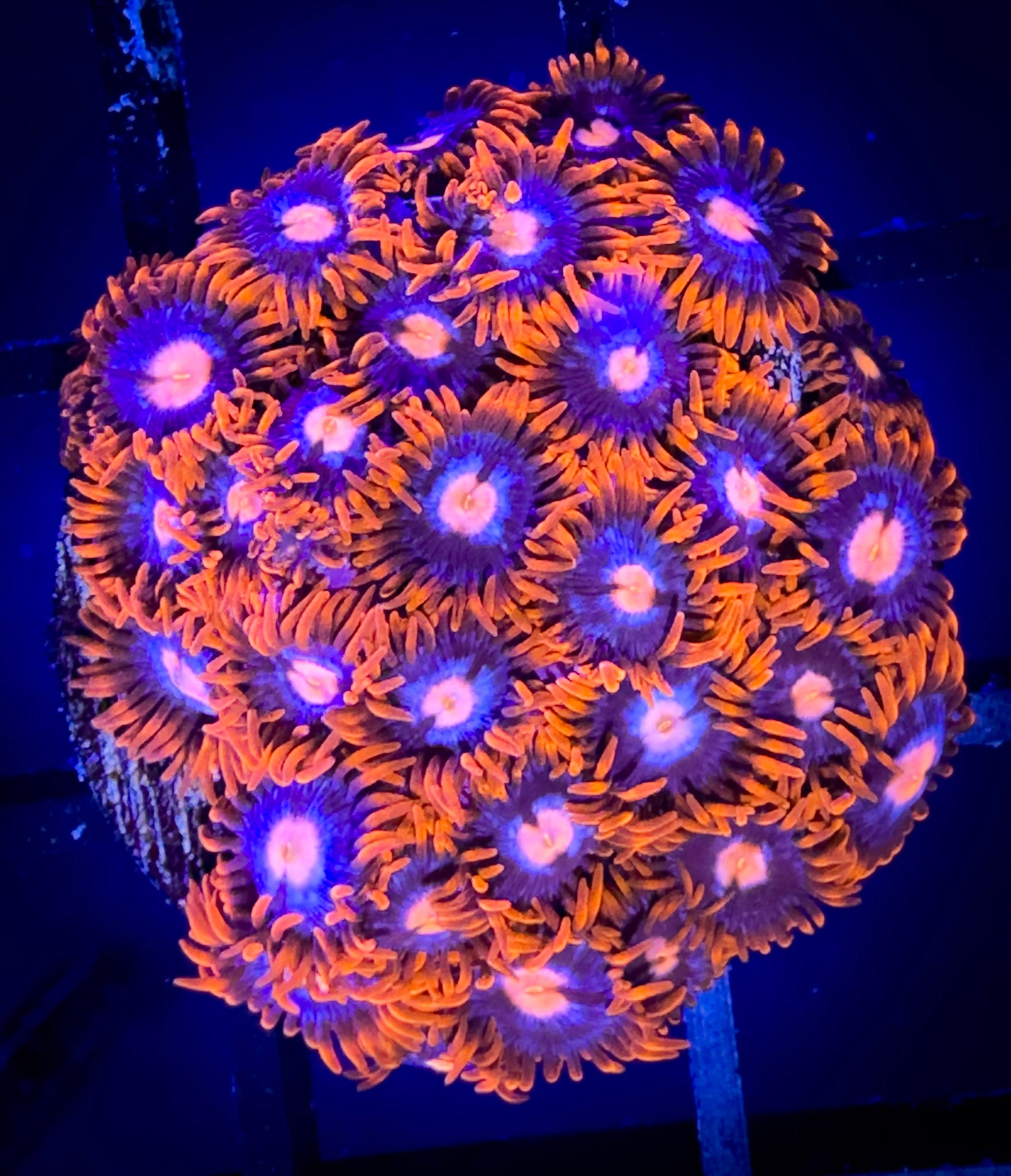 WYSIWYG GC Pink Eyes Zoanthids Mini Colony 08F1 – Goat Corals