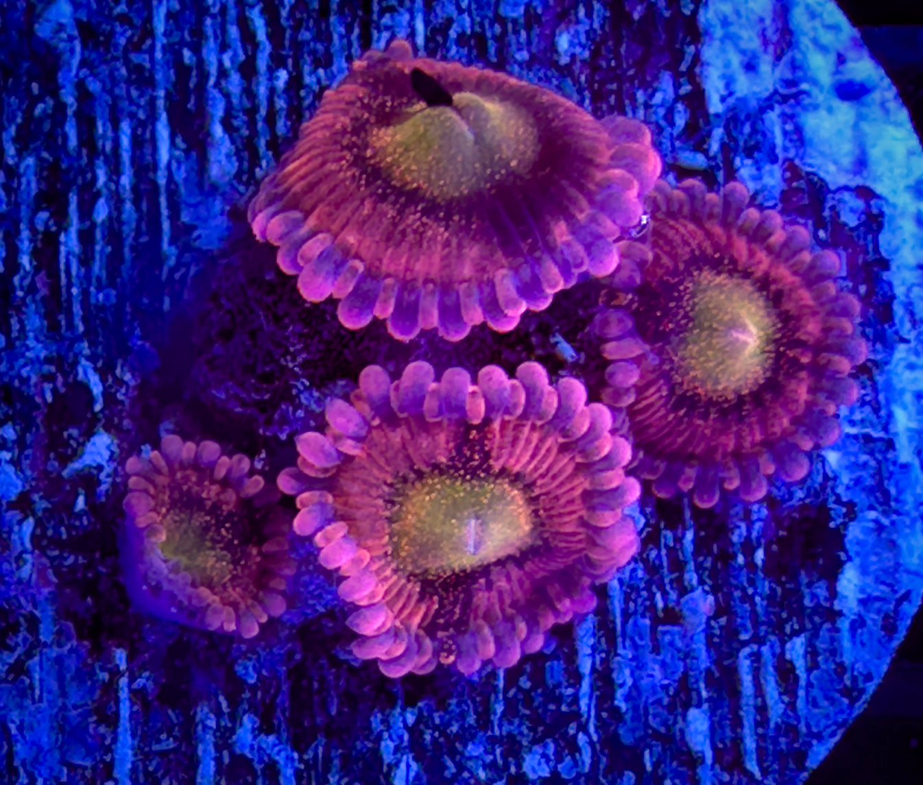 Playboy Bunnies Zoanthids – Goat Corals