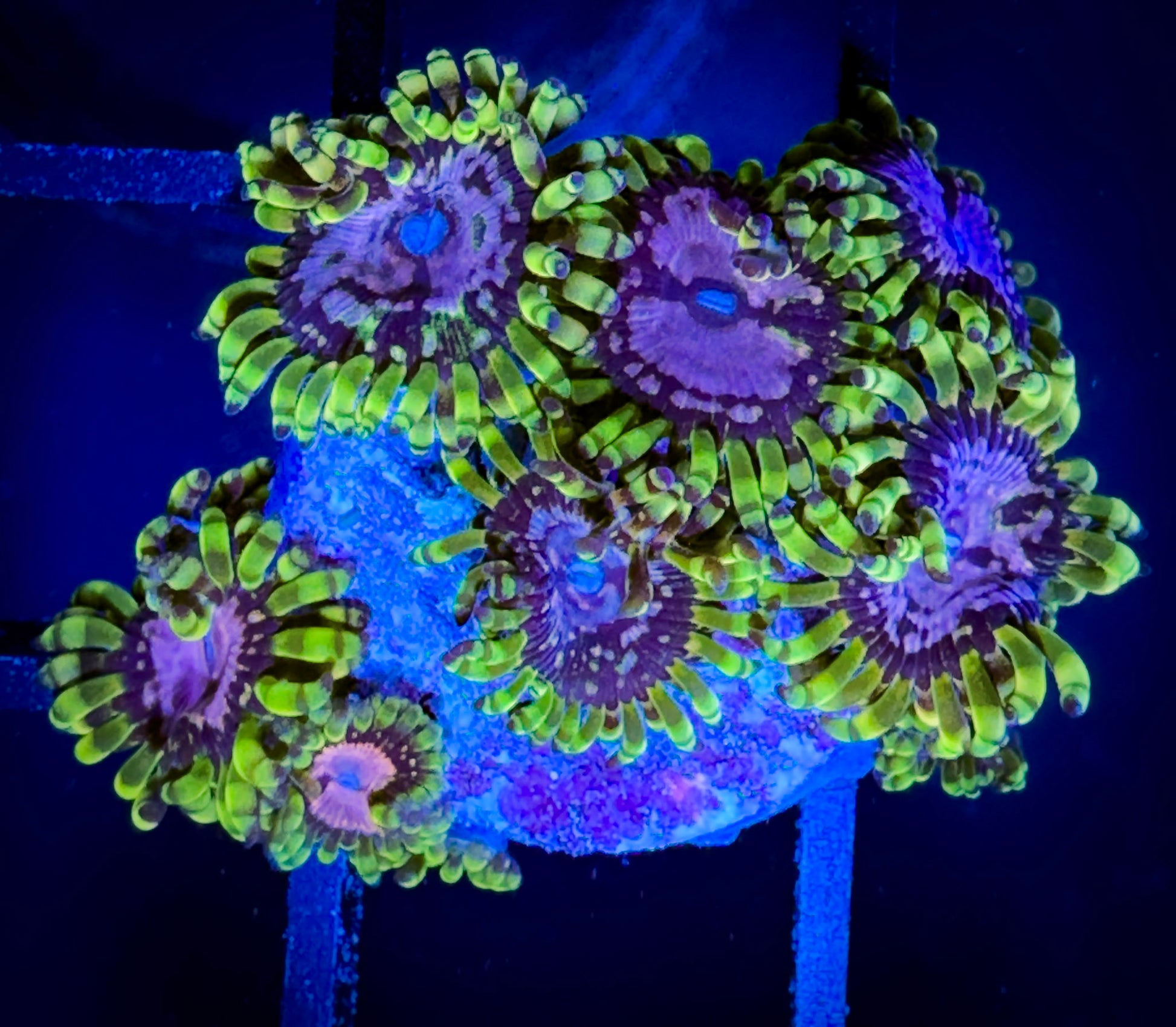 WYSIWYG WWC Purple Monsters Zoanthids 7 Polyps 02E3 – Goat Corals