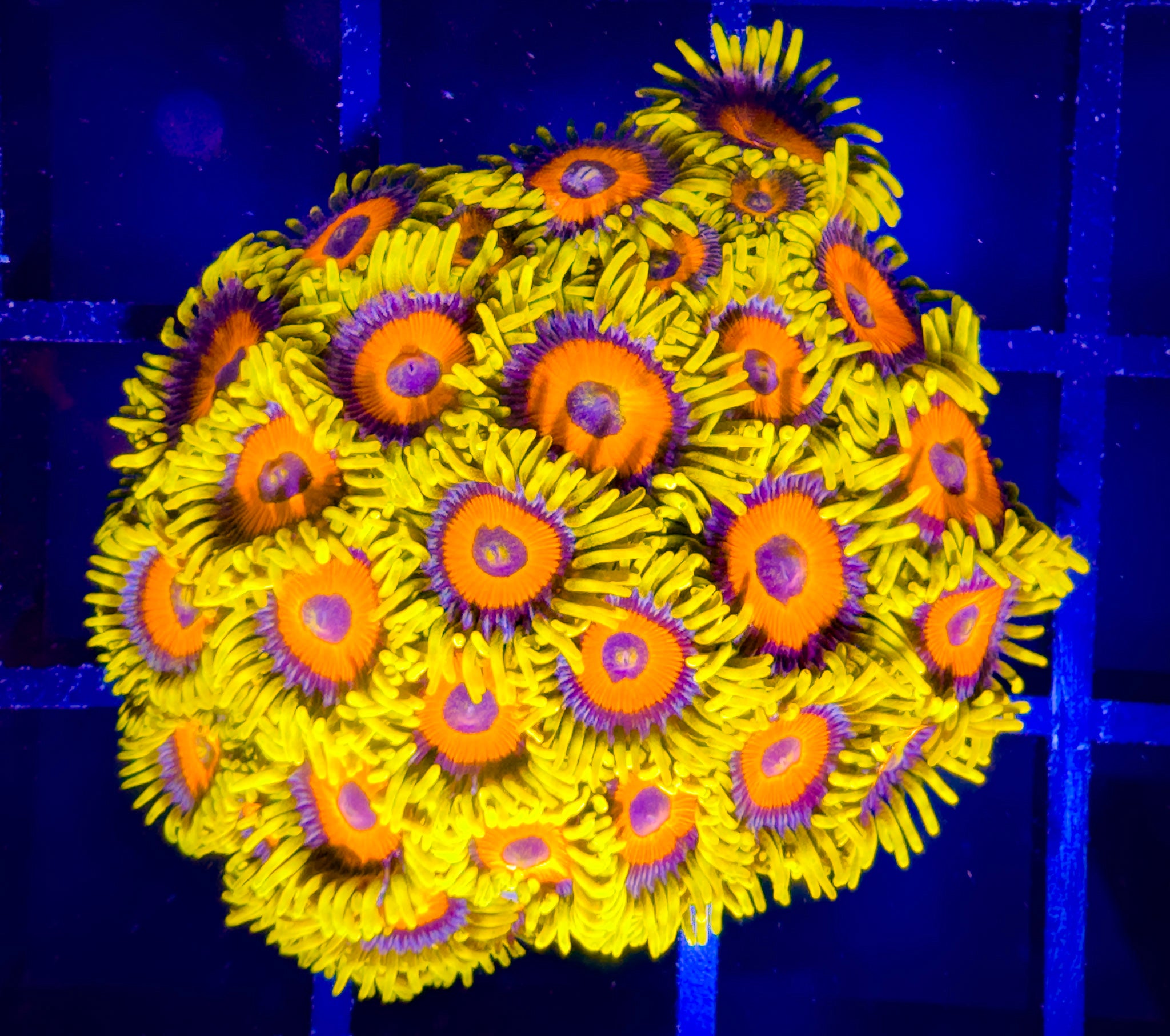 WYSIWYG Super Sunflower Zoanthids Mini Colony – Goat Corals