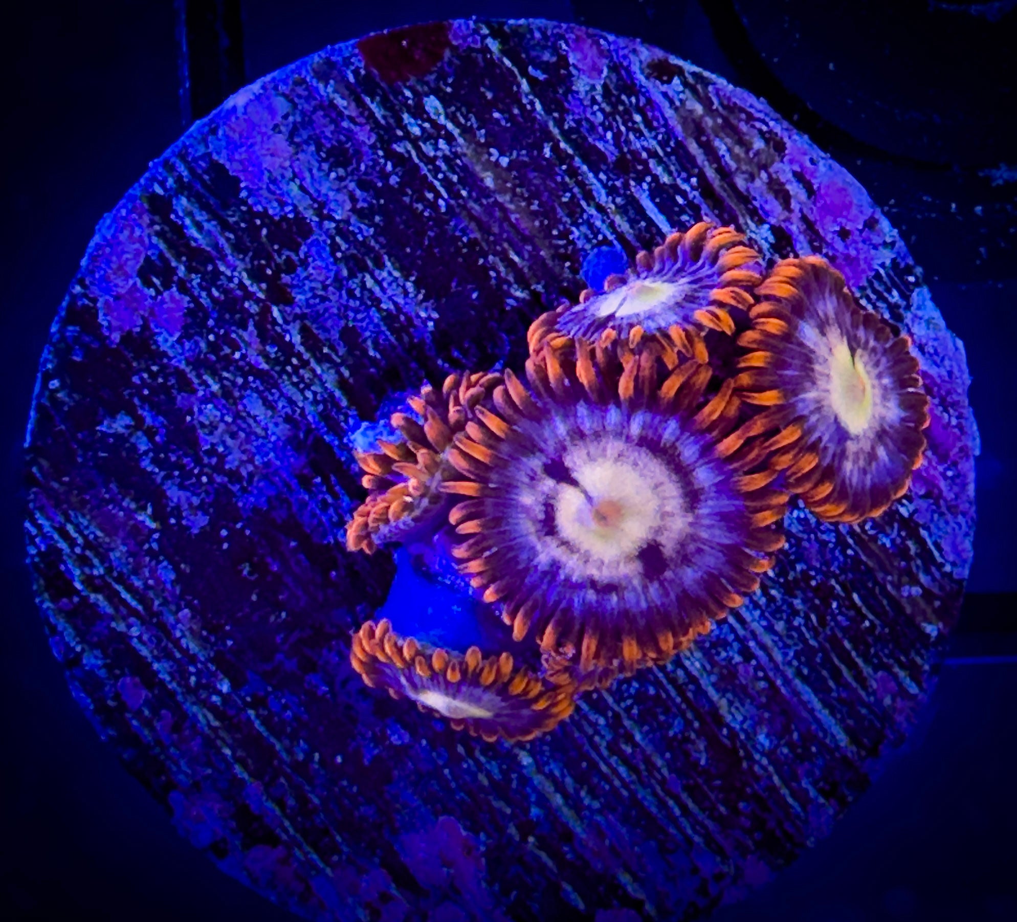 WYSIWYG Treehouse of Horror Zoanthids 5 polyps 01B3 – Goat Corals