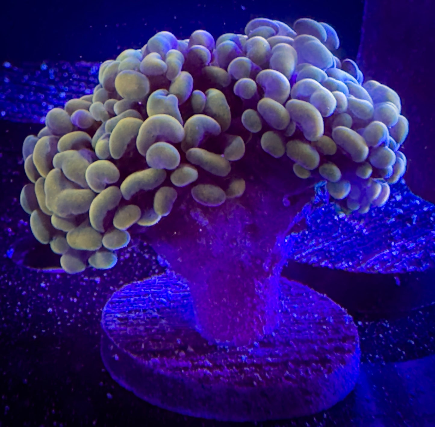WYSIWYG Gold Branching Hammer Coral 2 heads B – Goat Corals